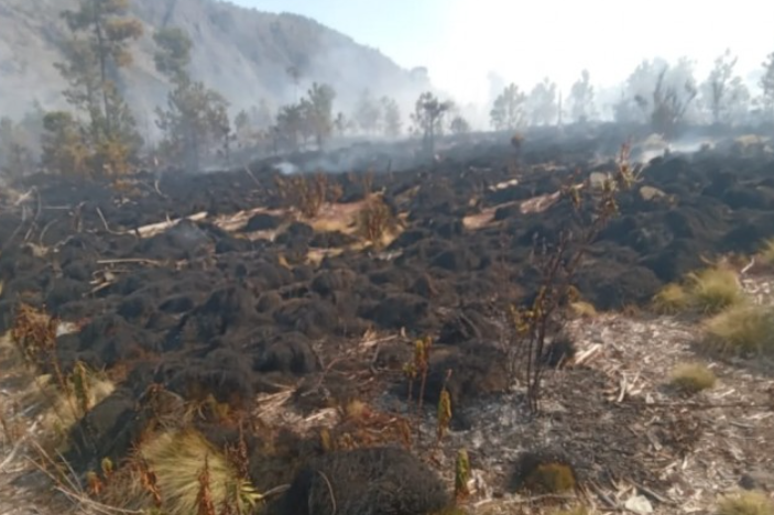 Incendio En El Parque Nacional Cofre De Perote Sigue Activo Formato Siete